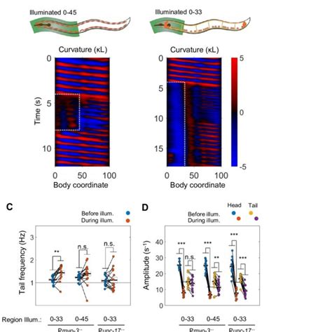 Anterior Undulation Is Not Required For Posterior Undulation Download
