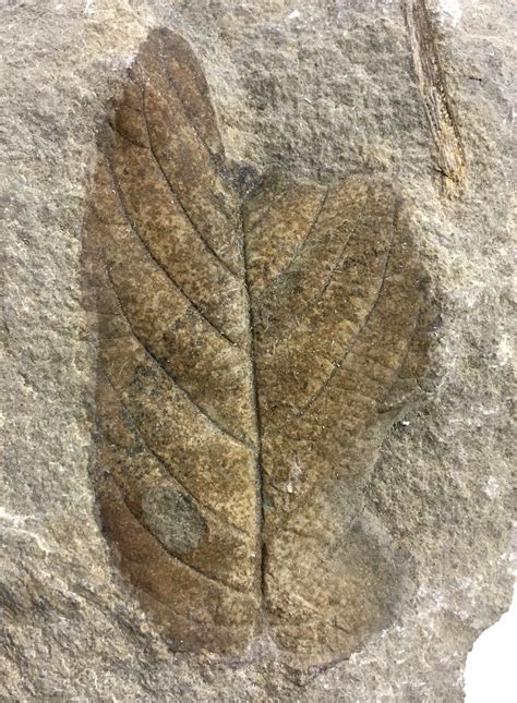 Lot 3 Leaf Fossils From Florissant