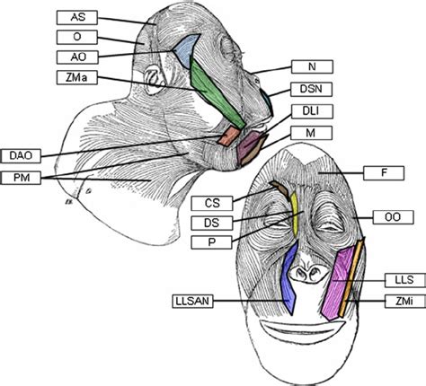 Schematic Representations Of Facial Muscles In The Orangutan