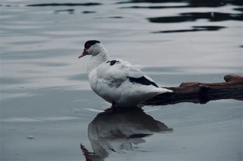 Magpie Ducks Anas Platyrhynchos Domesticus Earth Life