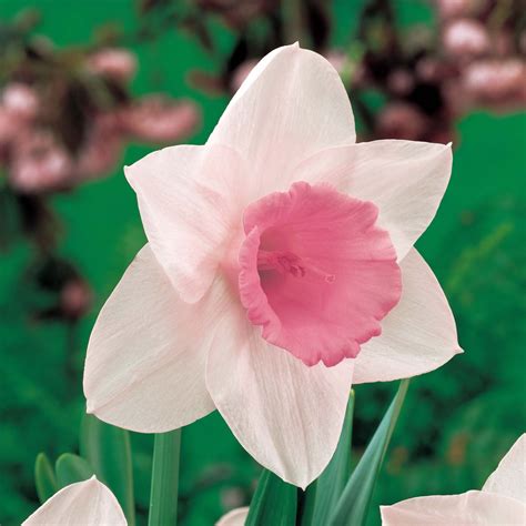 Pink Narcissus Flower