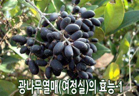 광나무열매 여정실 의 효능 1 네이버 블로그