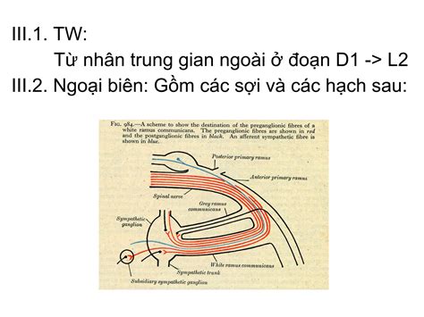 HỆ THẦN KINH TỰ CHỦ PPT