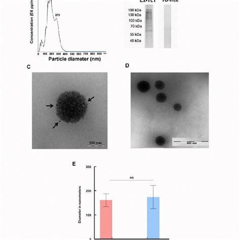 Characterization Of Ex TcT And TS Free Ex TcT A Nanoparticle Download Scientific Diagram
