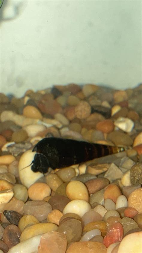 Just Got A Rabbit Snail R Aquaticsnails