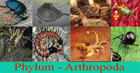 Phylum Porifera Characteristic Classification And Examples