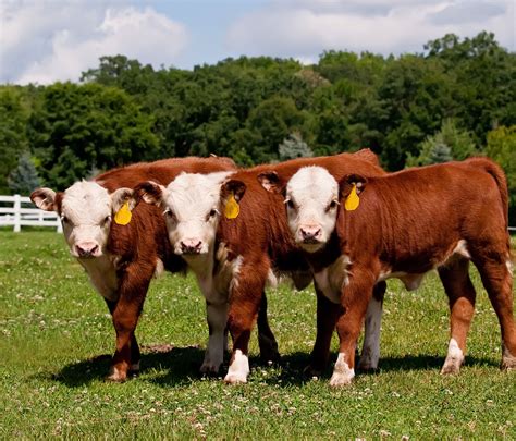 Circle T Farm Miniature Hereford Cattle