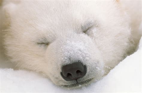 Sleepy Cute Animals