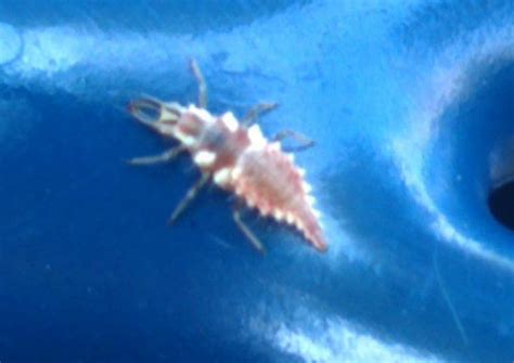 Lacewing Life Cycle How Long Do Lacewings Live Whats That Bug