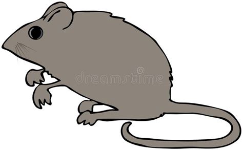 Field Mouse Stock Illustrations 4858 Field Mouse Stock Illustrations