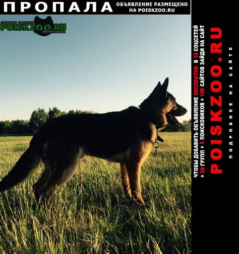 Пропала собака Немецкая овчарка с цепью на шее Иркутск джон палевый цепь на шее крупный