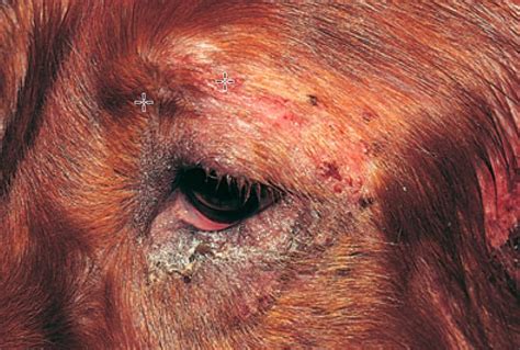 How Do You Get Rid Of Puppy Pyoderma