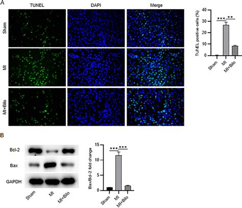Bilo Attenuates Myocardial Cell Apoptosis In Mi Mouse Model A Tunel