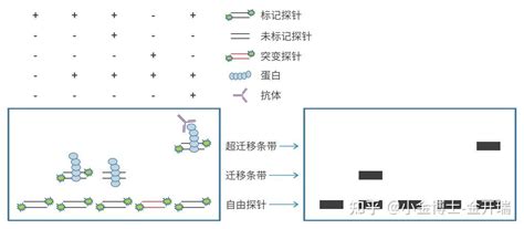 知无不研 EMSA电泳迁移率实验直播手把手教你做实验 知乎