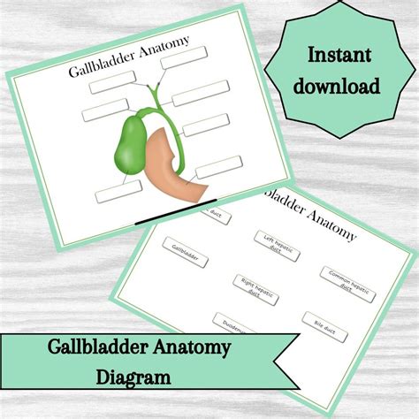 Gallbladder Anatomy Diagram Educational Printable Learning Resource Instant Download Etsy