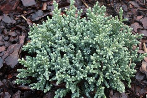 Можжевельник: цена | Ландшафт Профит