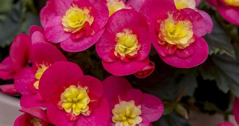 Всё о бегониях и не только Begonia Hiemalis Valentino Pink