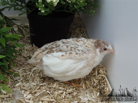 Chinese Painted Quail Us Red Breasted Tuxedo Fallow Female Birds