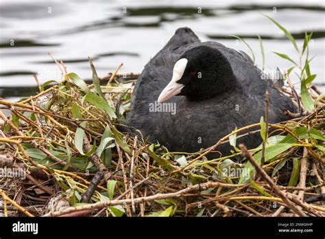 Common Coot Fulica Atra Nest London England United Kingdom Stock