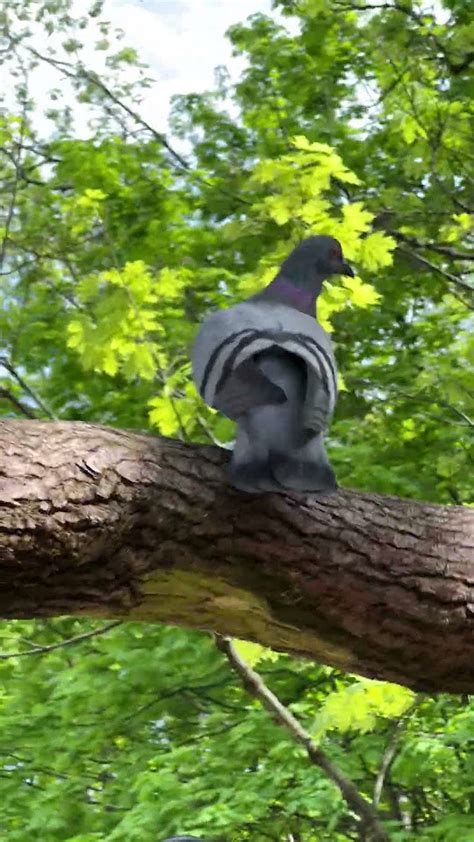 Фокусник показывает как голубь будет улетать птица летит по приказу Youtube