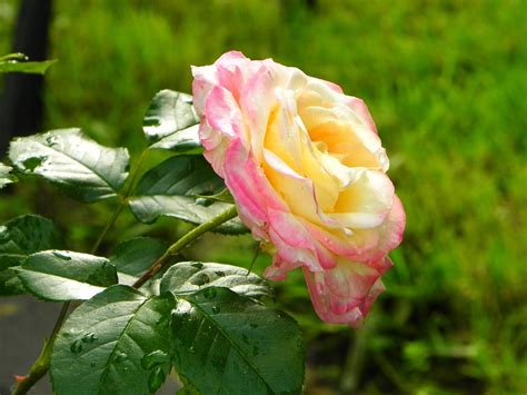 장미 꽃 자연 Pixabay의 무료 사진 Pixabay