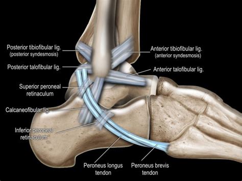 Deltoid Ligament Ankle Mri