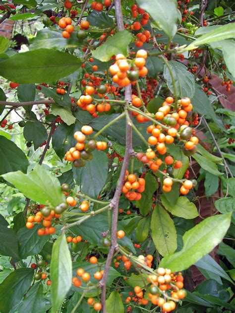 Plantsnap Identify Plants Trees Mushrooms With An App