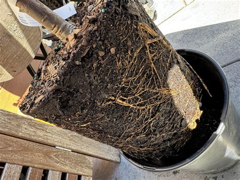 Best Advice To Keep My Juvenile Tree Alive In A Pot R Gardening