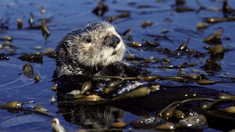 Sea Otters In Kelp Forests At Alaina Johnson Blog