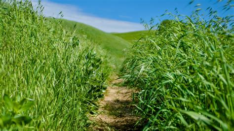 Greenfield Development