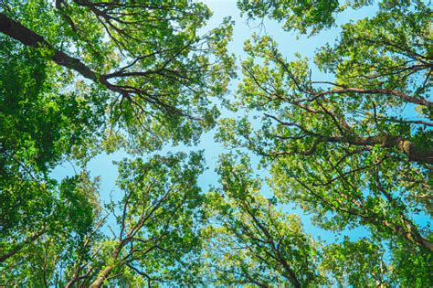 고요한 숲 속에서 맑고 푸른 하늘을 배경으로 무성한 녹색 단풍과 장엄한 나뭇가지의 평화로운 전망 0명에 대한 스톡 사진 및 기타 이미지 Istock