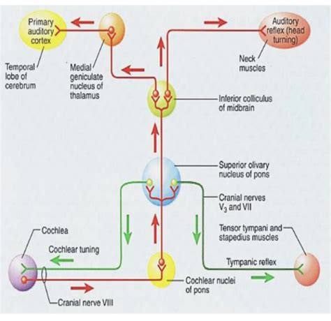 Prt Ii Auditory Signal Processing Flashcards Quizlet