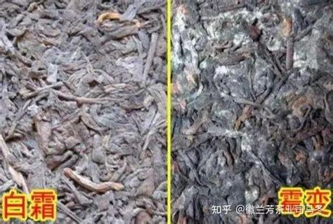 鉴茶院如何鉴别普洱茶是长白霜还是霉变 知乎