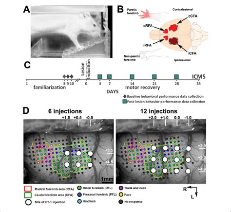Experimental Design A Side View Of A Rat Performing The Behavioral Download Scientific
