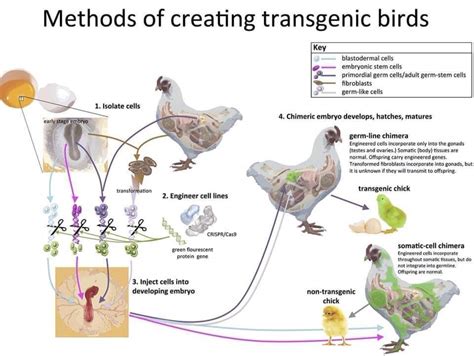 Genetically Mutated Chicken