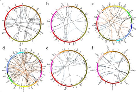 The Circos Figure For Chromosome Locations With Segmental Duplication