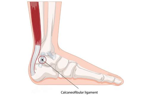 Posterior Tibiotalar Ligament