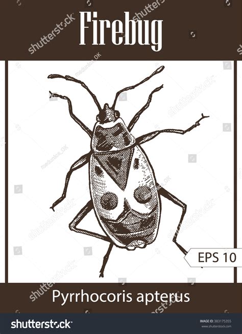 Firebug Drawn Ink Illustration Isolated On Stock Vector Royalty Free 383175355 Shutterstock