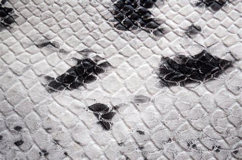 Background Texture Imitation Python Skin Stock Image Image Of Background Decorative