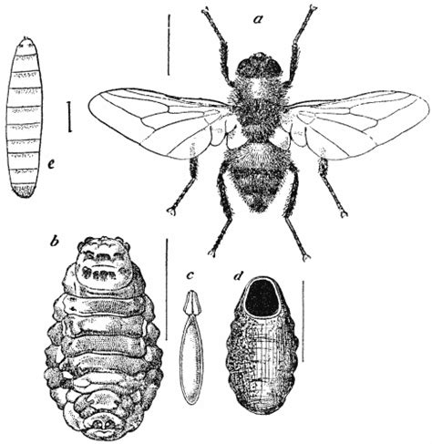 The Project Gutenberg Ebook Of The Life Story Of Insects By Geo H