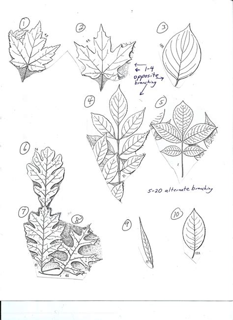 Deciduous Leaf Id 1 10 Diagram Quizlet Deciduous Leaf Id 1 10 Diagram Quizlet