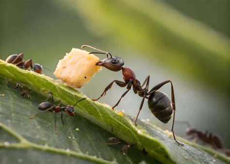Download An Ant And Leaf Wallpaper