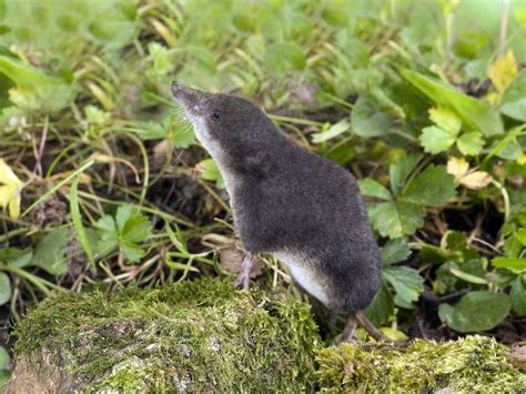 The Insectivores Sussex Wildlife Trust