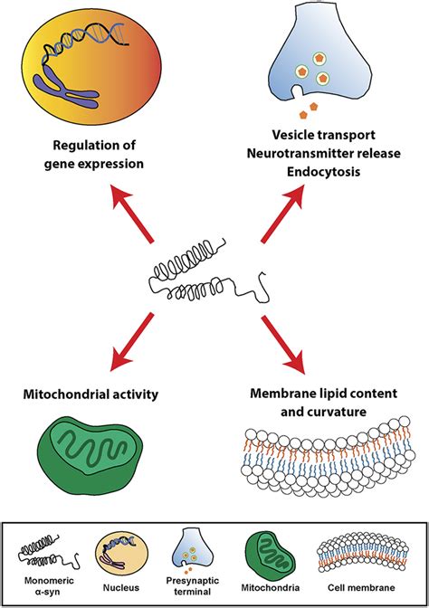 Physiological Roles Of α Synuclein α Syn Schematic Overview