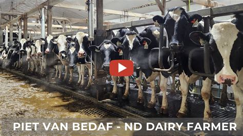 Piet Van Bedaf Nd Dairy Farmer In This Weeks Video Were Drying