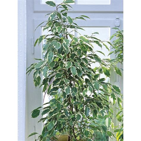 Lowes Ficus House Plant In 175 Gallons Pot 1 Pack In The House