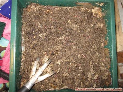 Worm Factory 360 2 14 12 Red Worm Composting