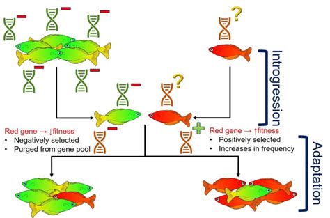 Whats Yours Is Mine Evolution By Adaptive Introgression The G Cat