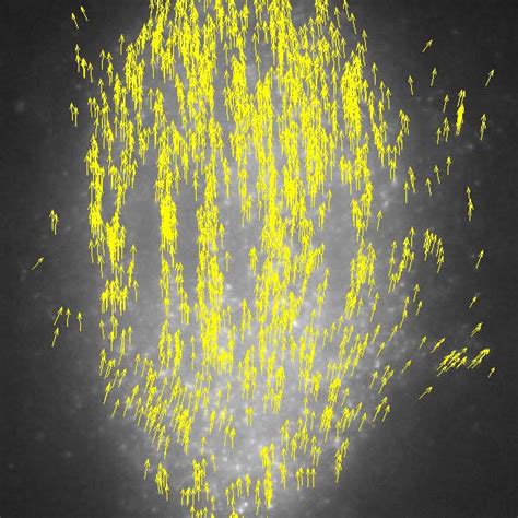 Computed Antiparallel Flow Vector Field Download Scientific Diagram
