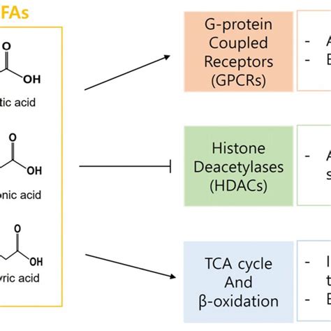 Scfas Are Important Tissue Specific Energy And Signaling Molecules Download Scientific Diagram